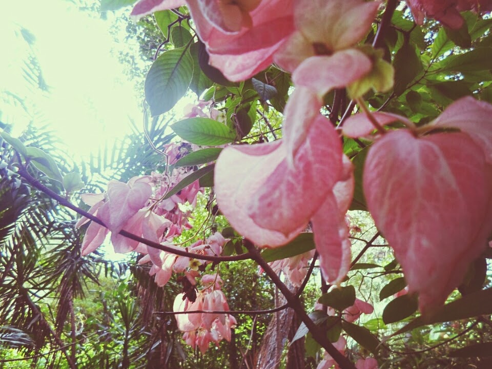 Biologando: biologando sobre as folhas ;)